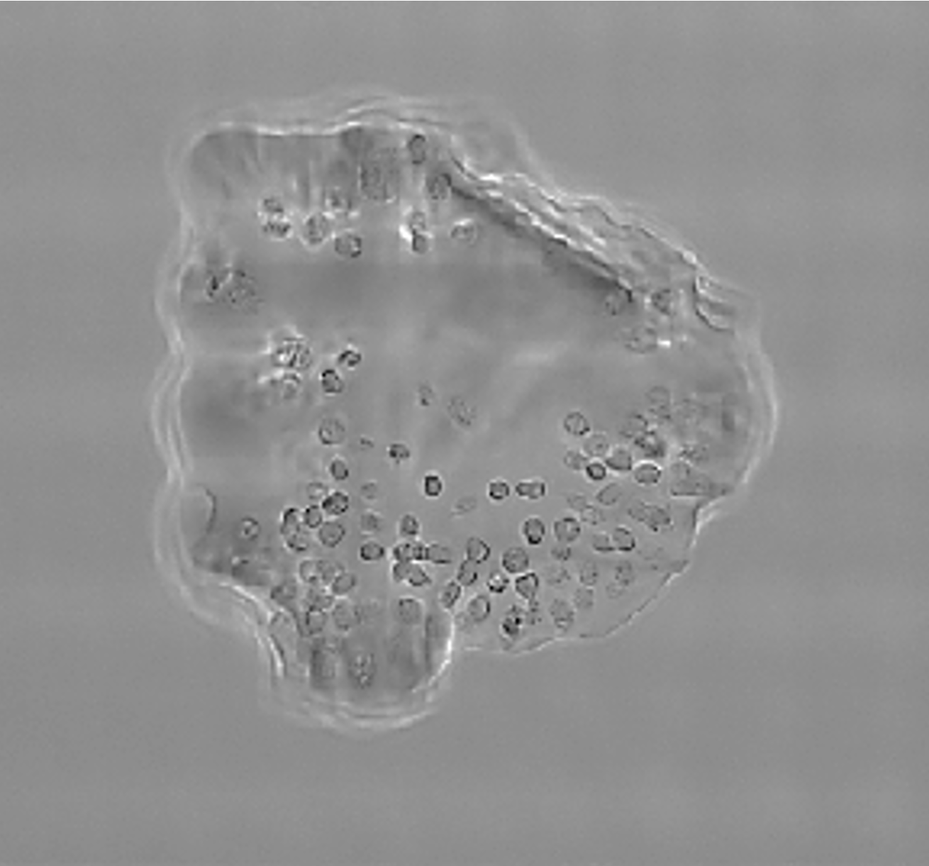 Retrieve Your Ideal Cell Culture System with TROVO - Enrich Biosystems